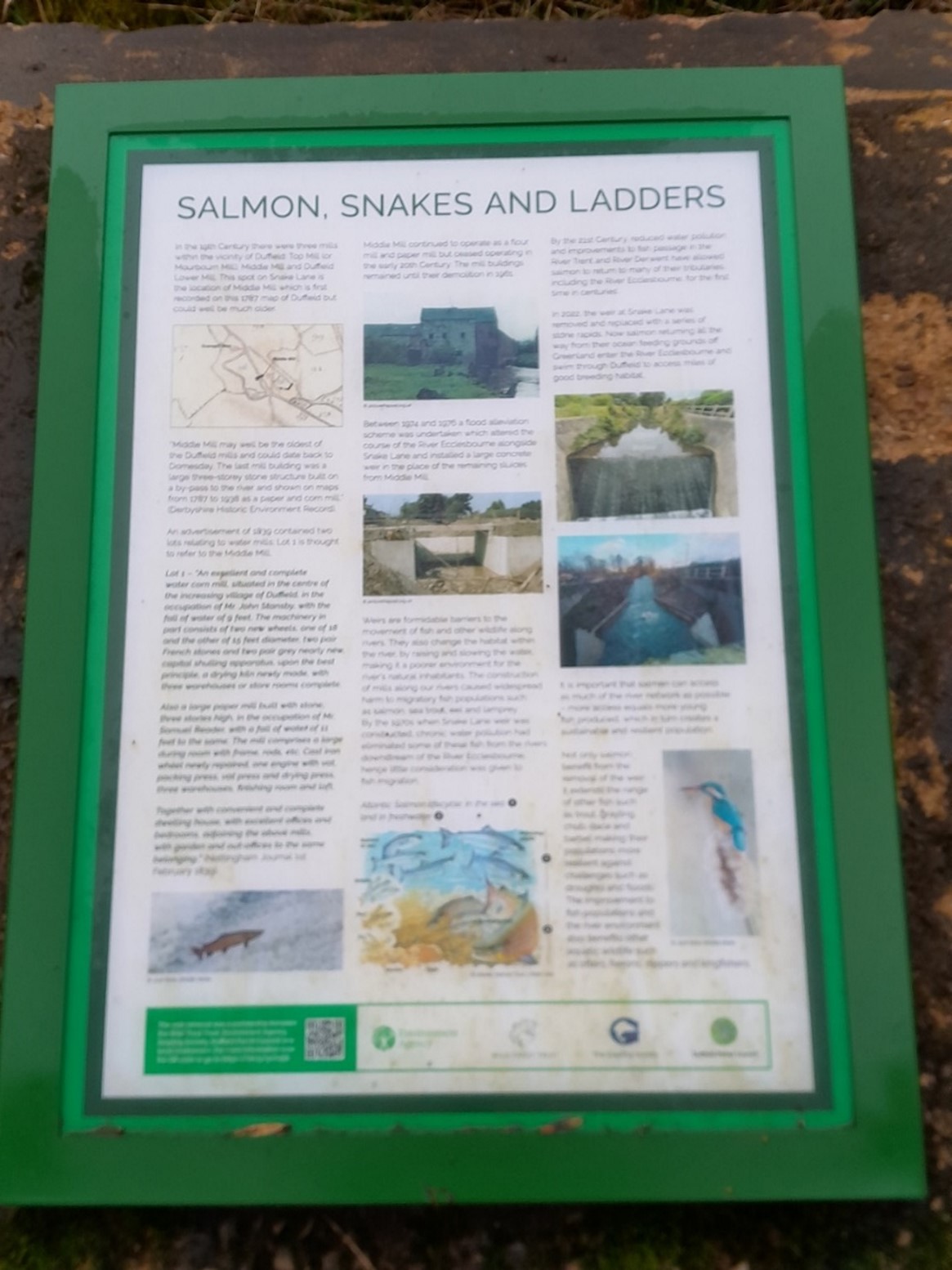 Salmon, Snakes & Ladders! - RAB Consultants